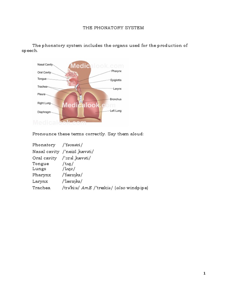04a The Phonatory System | PDF