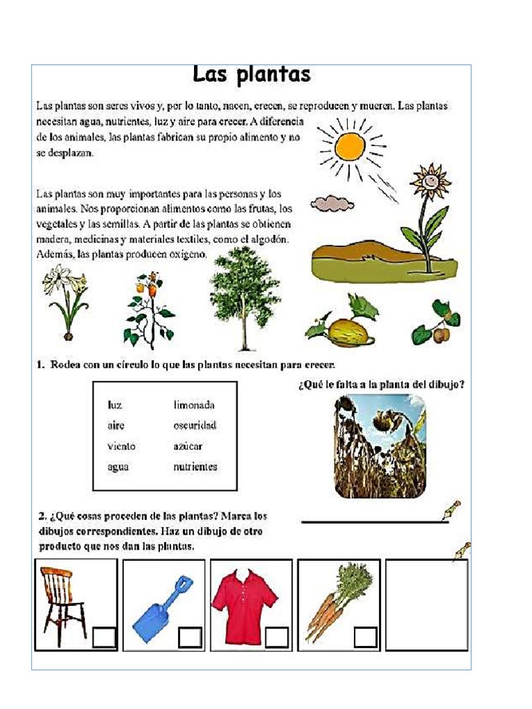 Las Plantas Tercero B | PDF