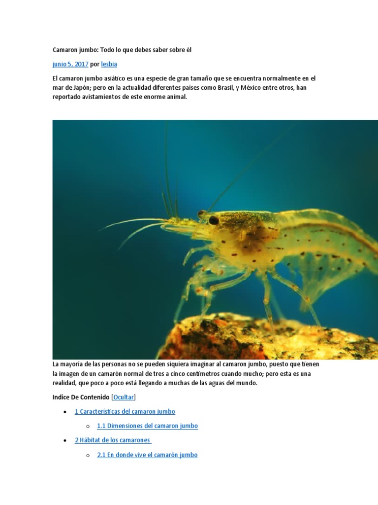 Todo sobre el enorme camarón jumbo: Características, hábitat ...