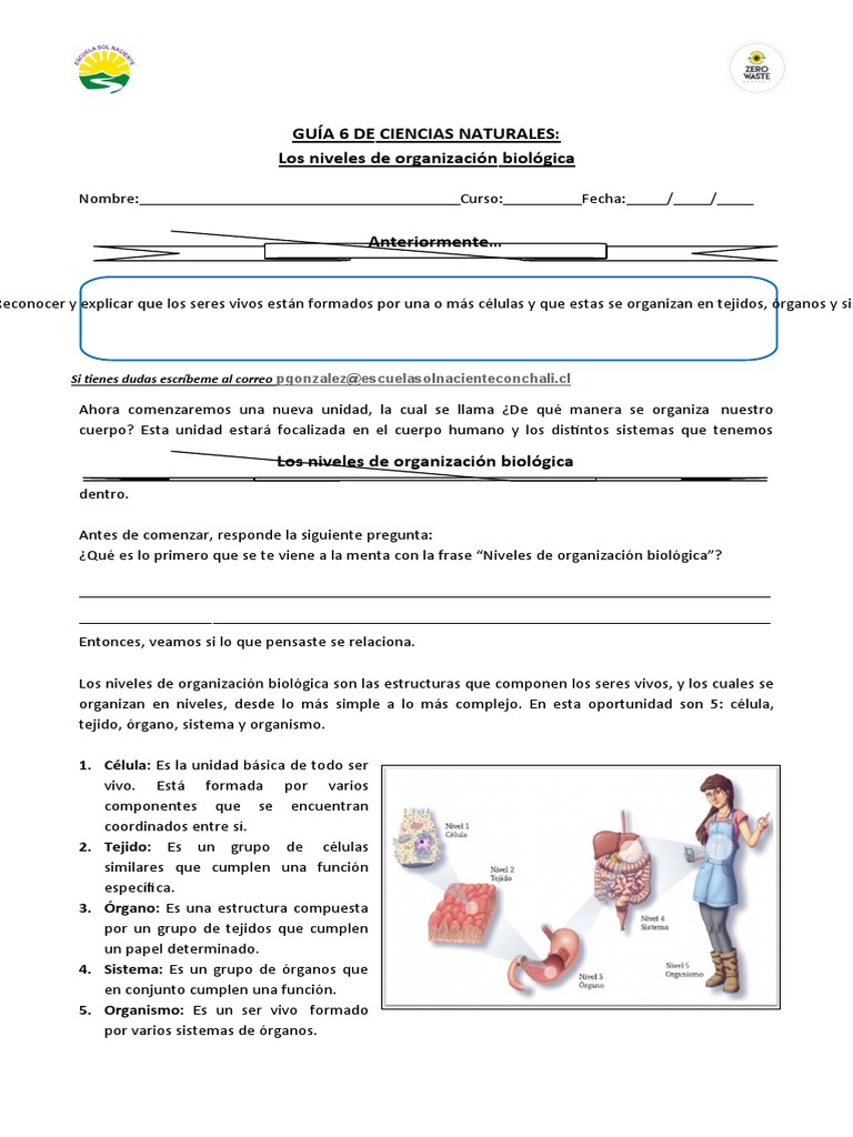 Niveles de Organización Biológica | PDF | Organismos | Órgano (anatomía)