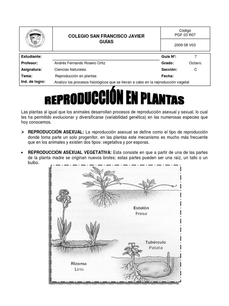 Reproduccion en Plantas Guia 7 | PDF | Plantas | Espora