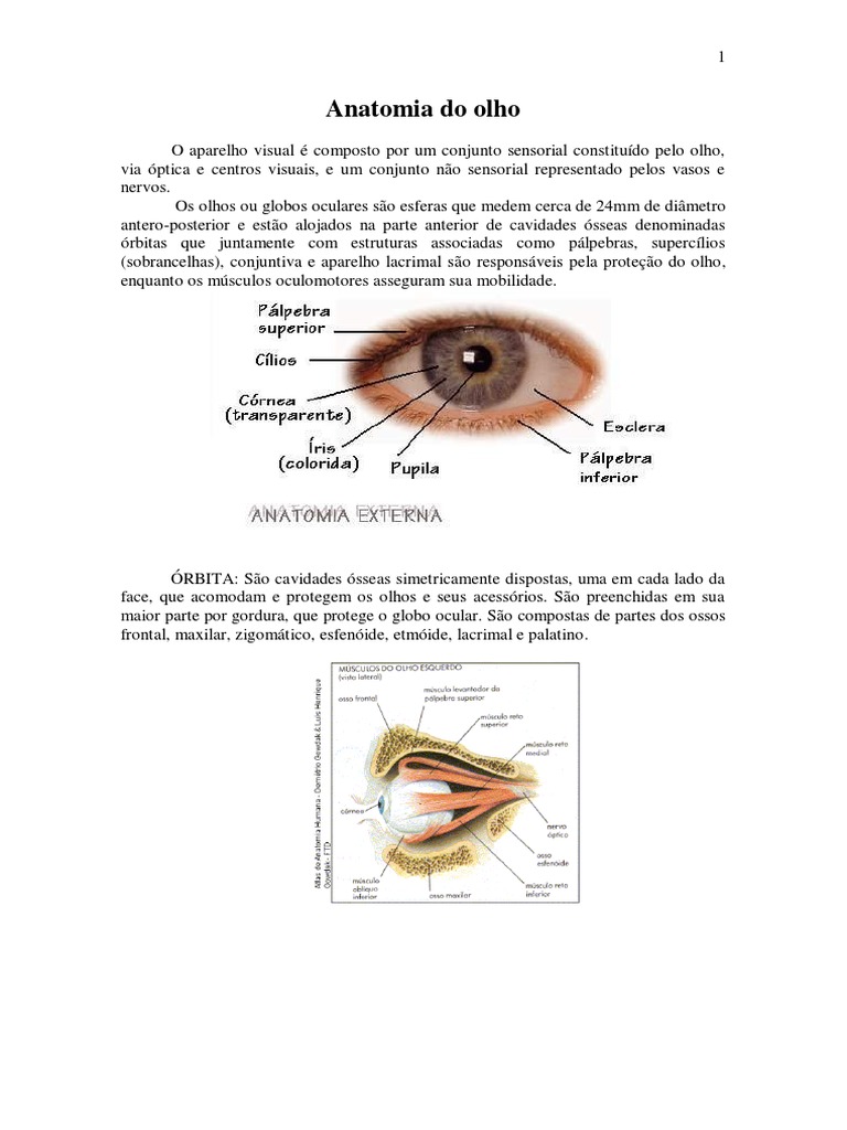 Anatomia Do Olho | PDF | Olho humano | Sistema visual