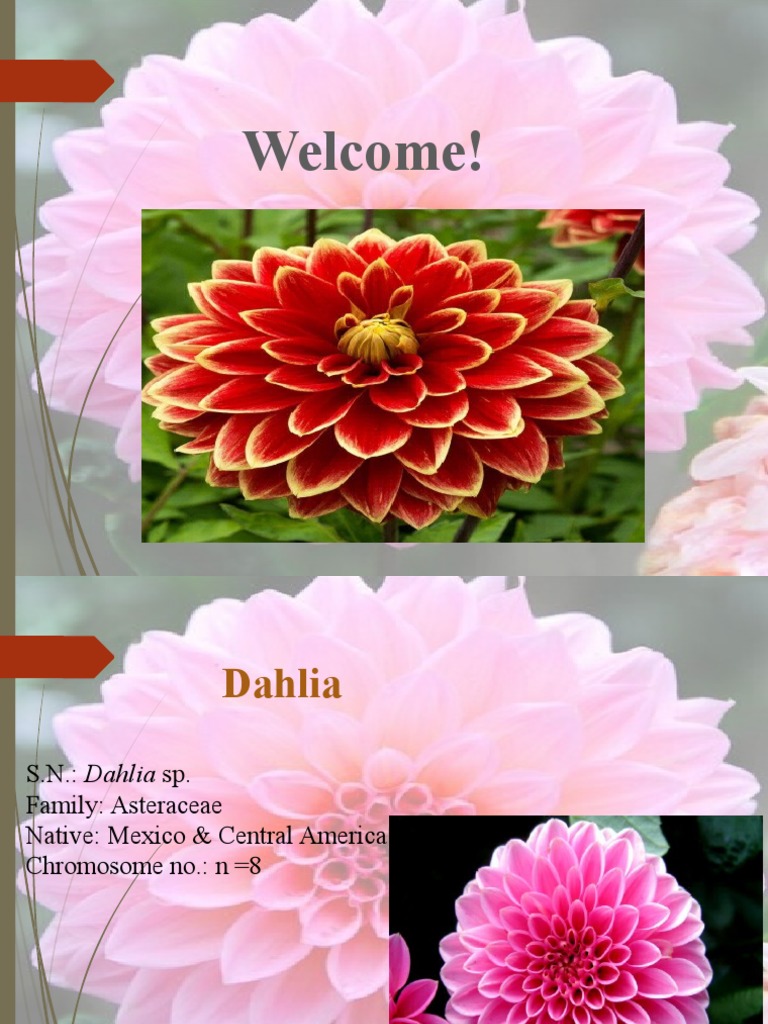 Dahlia Breeding | PDF | Plants | Organisms
