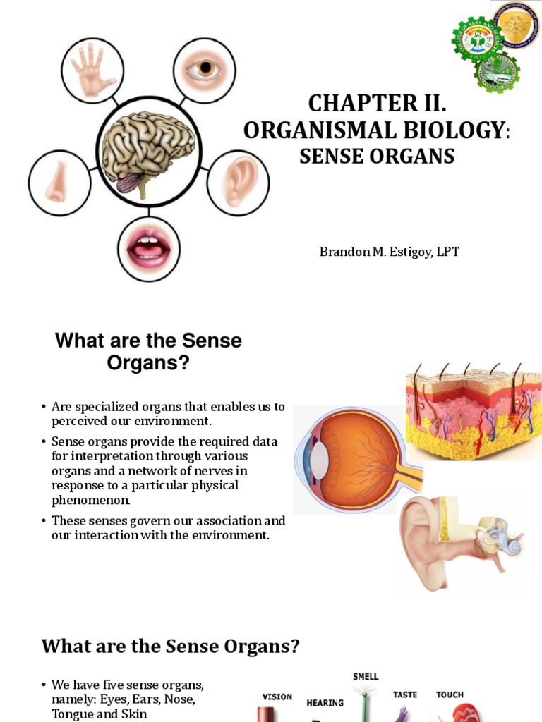 CHAPTER 2 (Sense Organs) | PDF | Senses | Olfaction