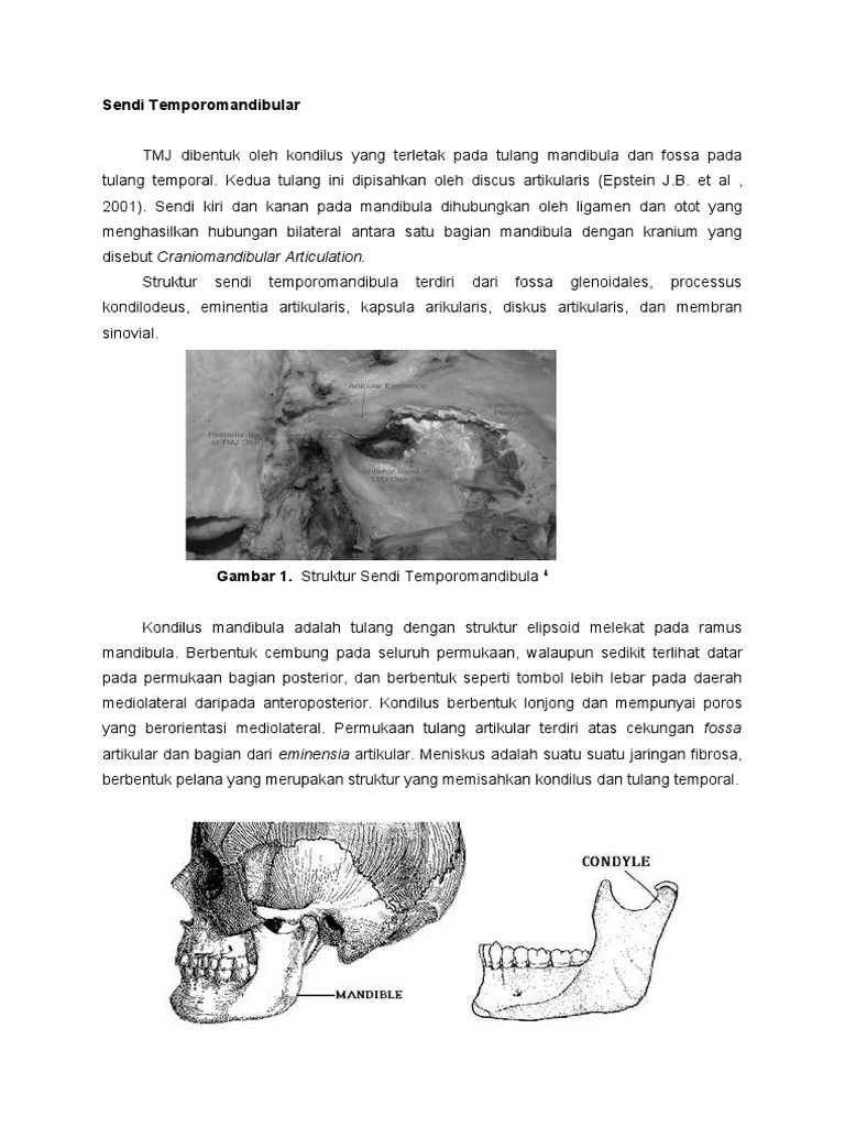Anatomi Sendi Temporomandibular | PDF