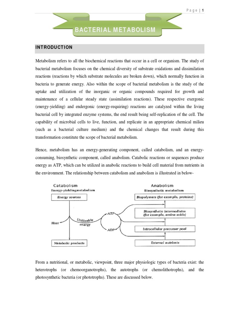 Bacterial Metabolism | PDF | Cellular Respiration | Citric Acid Cycle