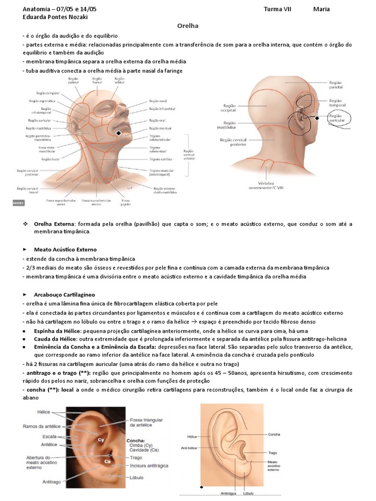 Anatomia da Orelha: Estruturas e Funções | PDF | Audição | Orelha