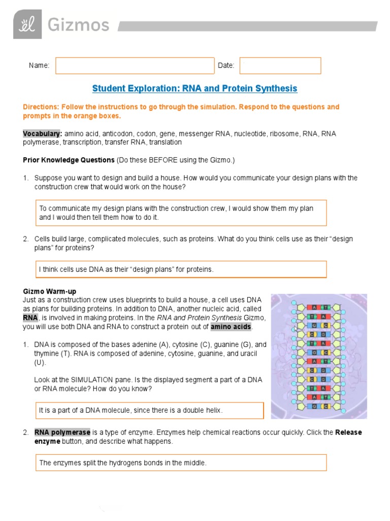 Student Exploration: RNA and Protein Synthesis | PDF | Rna ...