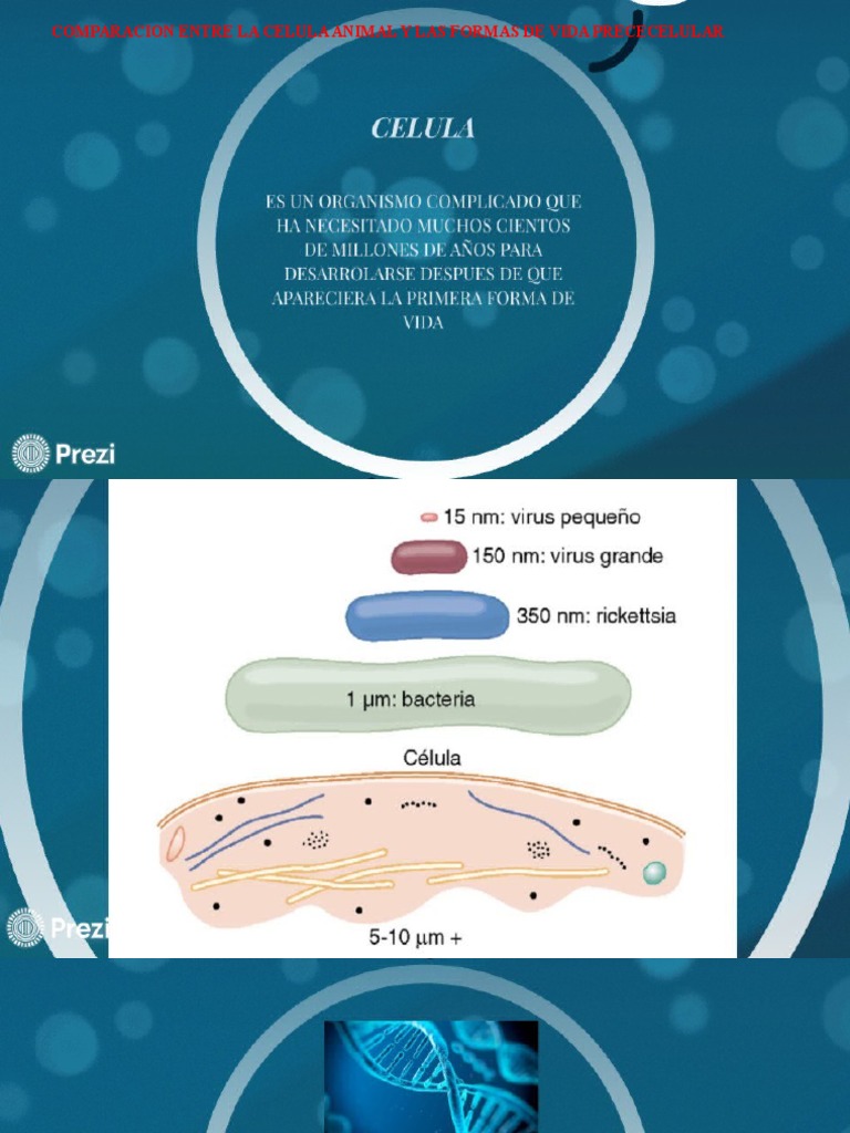 Comparacion Entre La Celula Animal y Las Formas | PDF
