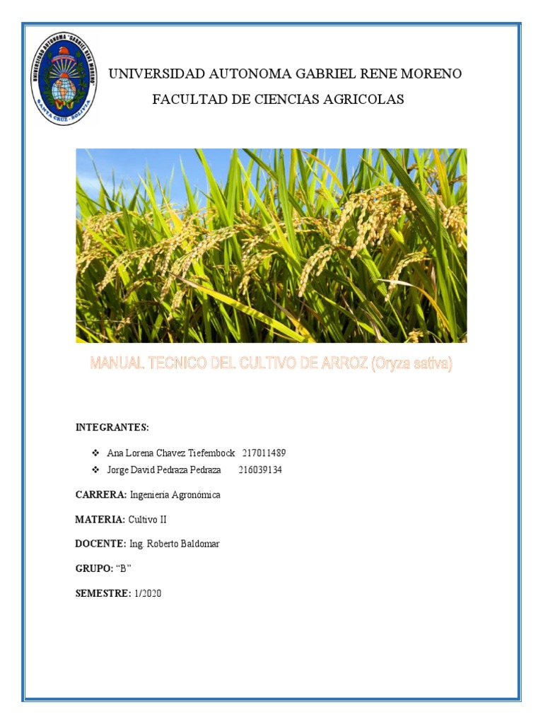 Manual Tecnico Del Cultivo de Arroz | PDF | Siembra | Arroz Manual Tecnico Del Cultivo de Arroz | PDF | Siembra | Arroz