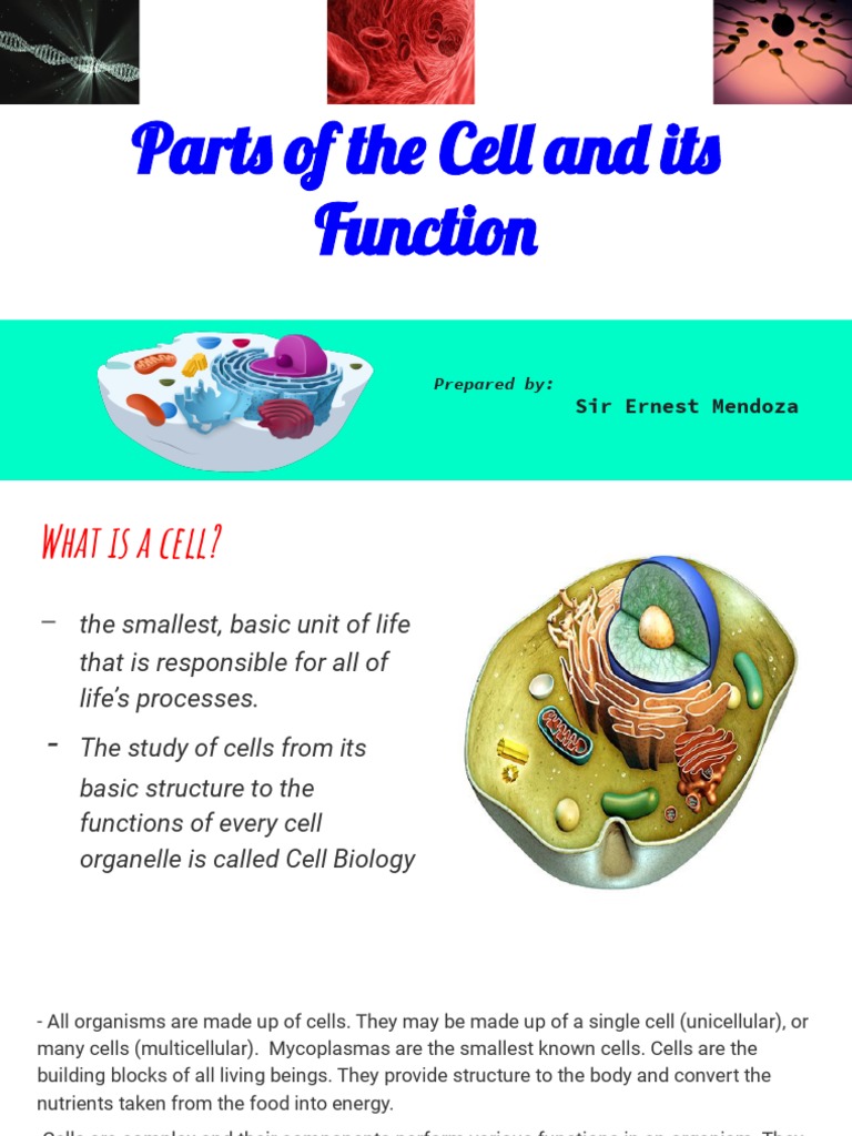 Parts of The Cell and Its Function | PDF | Cell (Biology) | Eukaryotes
