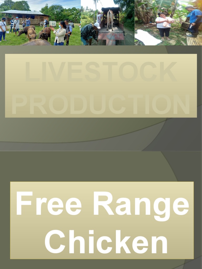 Guide To Establishing A Small Scale Free Range Chicken And Goat Farming