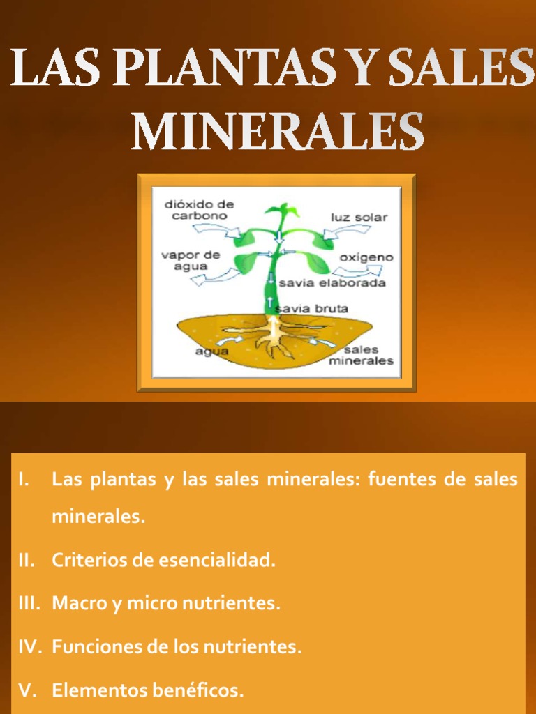 Las Plantas y Las Sales Minerales PDF | PDF | Fertilizante | Plantas