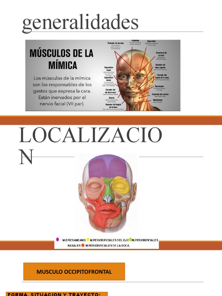 Músculo Platisma o Cutáneo Del Cuello | PDF | Cabeza y cuello humanos ...