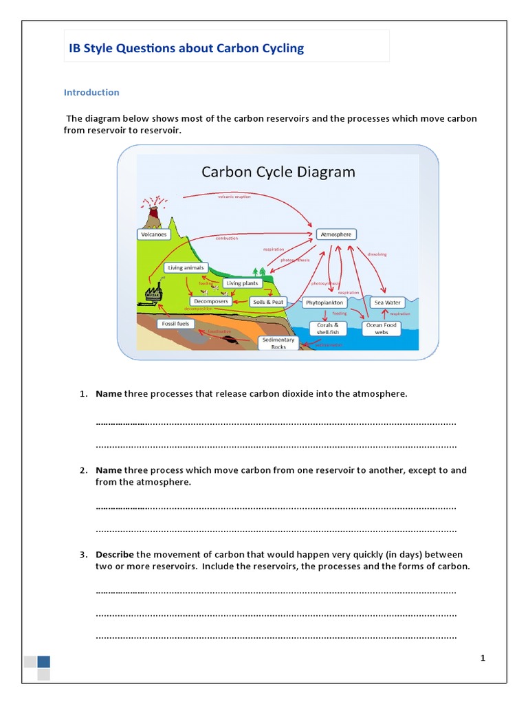 IB Style Questions About Carbon Cycling | PDF | Carbon Cycle | Oceanography