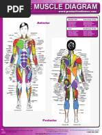 Muscle Diagram Chart | PDF
