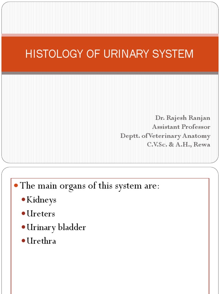 A Comprehensive Histological Examination of the Urinary System ...