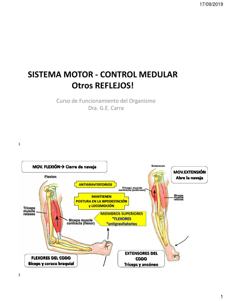 Sn6-Reflejos - 2019 | PDF | Músculo | Codo
