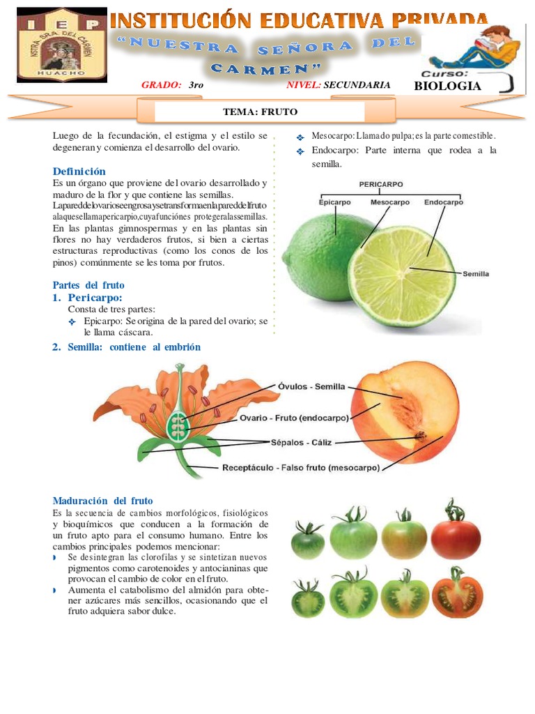Formación y funciones del fruto en plantas | PDF | Fruta | Plantas