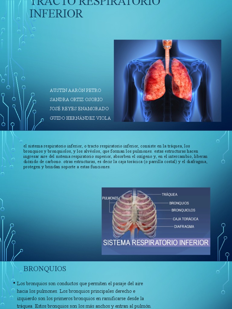 Tracto Respiratorio Inferior | PDF | Pulmón | Sistema respiratorio
