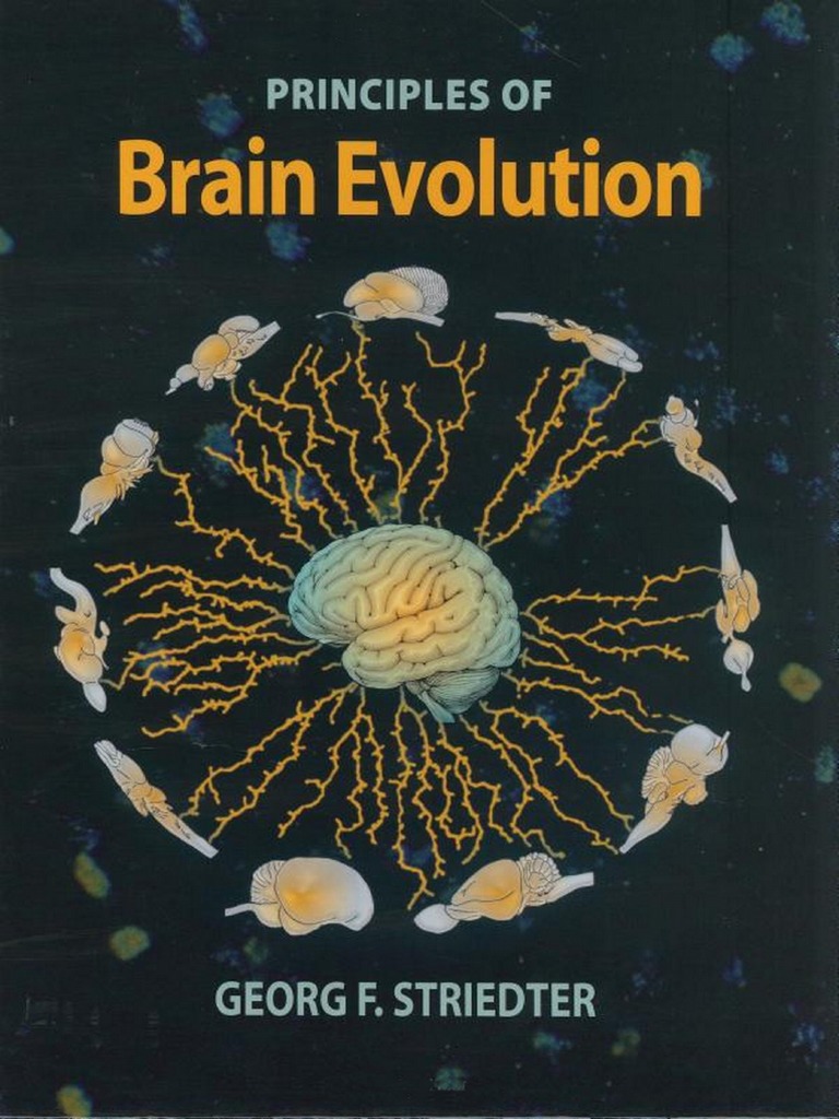 Georg F. Striedter - Principles of Brain Evolution - Sinauer Associates ...