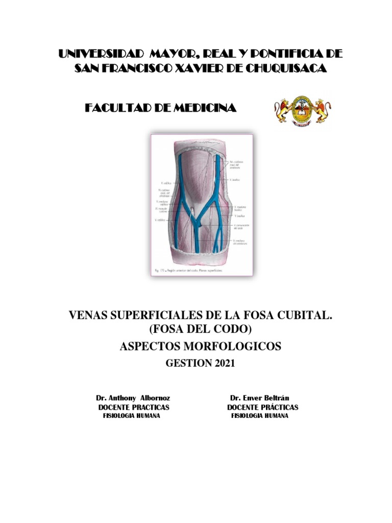 Venas Superficiales de La Fosa Cubital | PDF | Extremidades (anatomía ...
