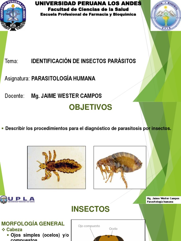 Práctica 12. Identificación de Insectos Parásitos | PDF | Insectos ...