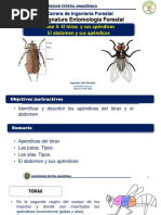 Anatomia de La Mosca Presentacion | PDF