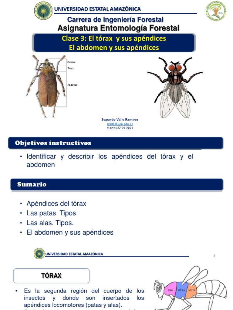 C3-El Tórax, Abdomen y Sus Apéndices | PDF | Insectos | Tórax