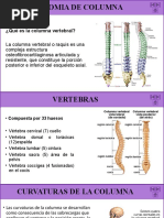 Anatomía y Fisiología Anorrectal | PDF | Recto | Sistema digestivo