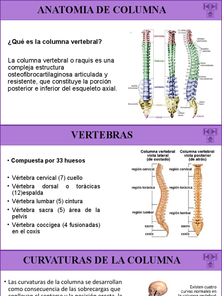 Características de las vértebras atípicas | PDF | La columna vertebral ...