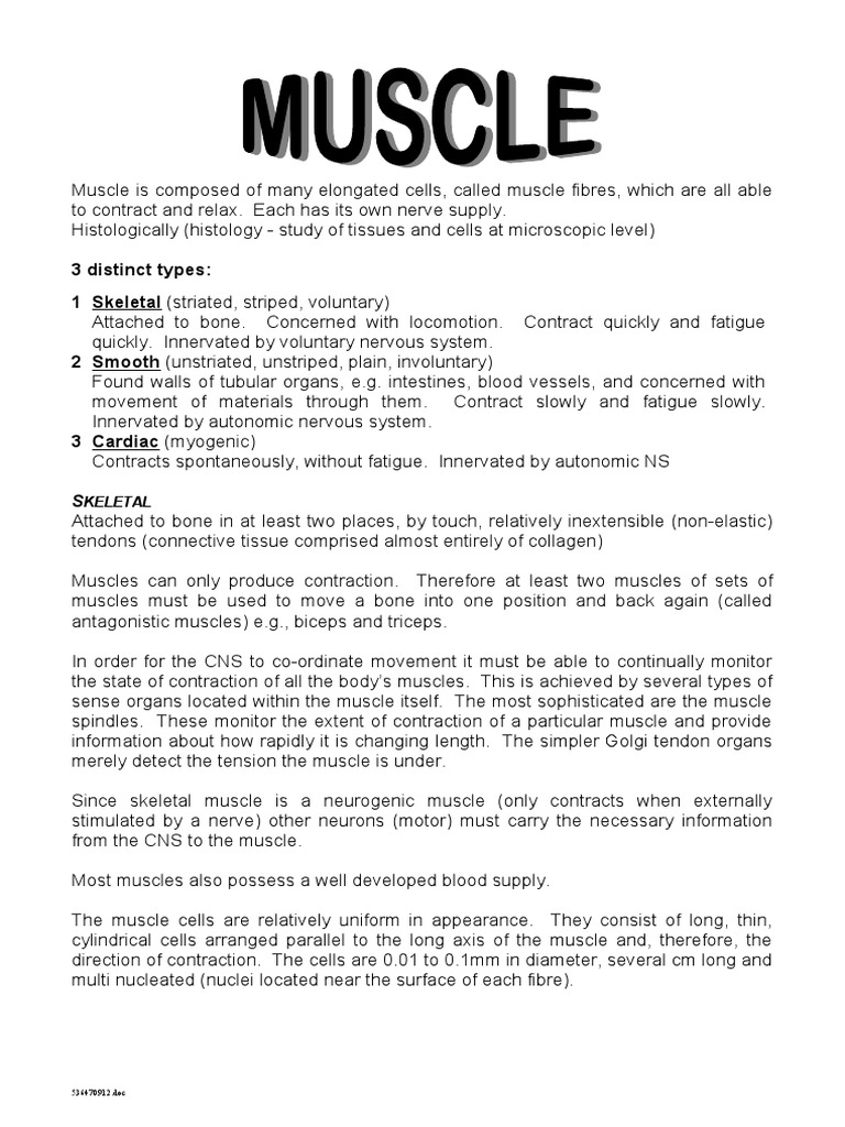 Handout Muscles | PDF | Muscle Contraction | Skeletal Muscle