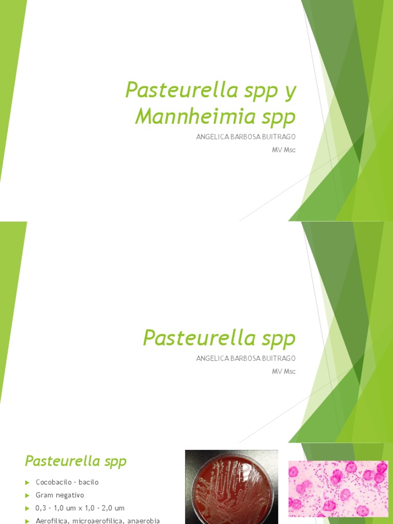 Características de Pasteurella spp. | PDF | Microbiología | Medicina ...