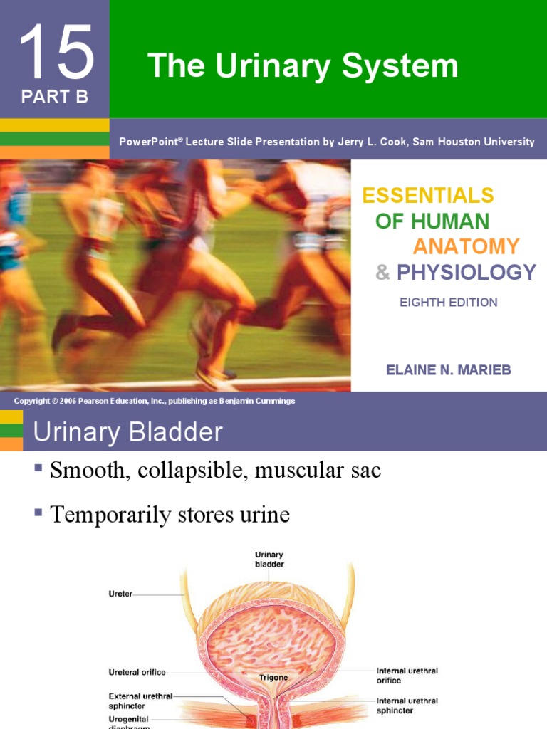 The Urinary System: Essentials | PDF | Bicarbonate | Urination