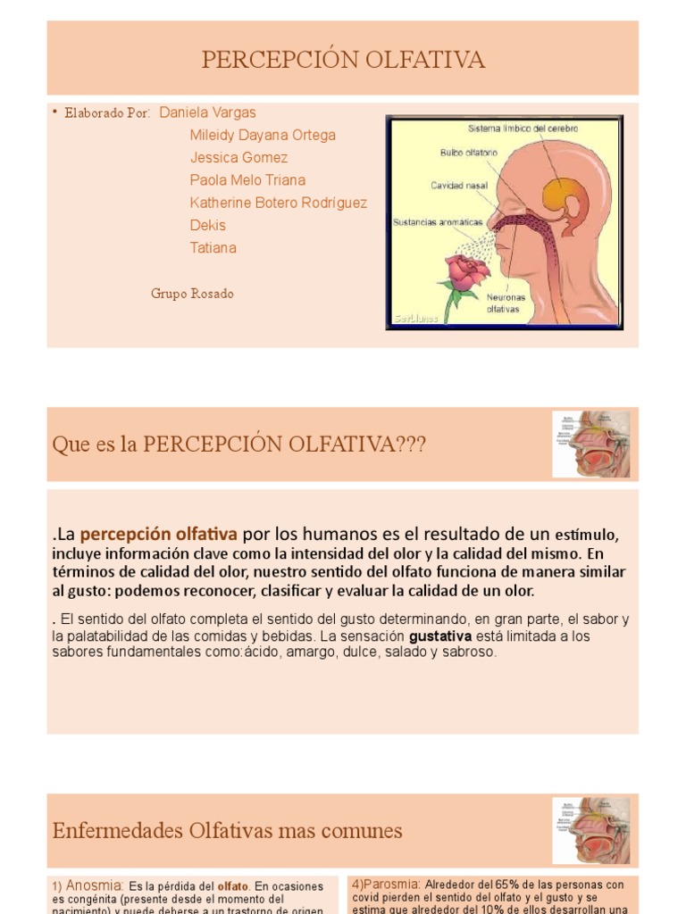 Percepción Olfativa | PDF | Olfato | Olor