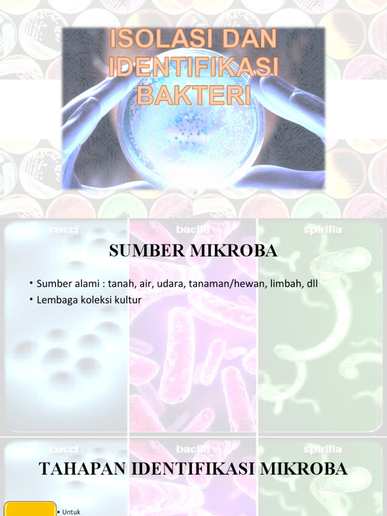 Isolasi Dan Identifikasi Bakteri | PDF