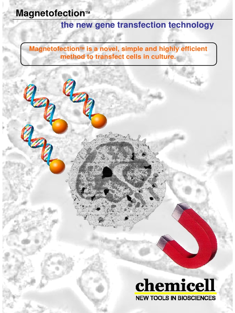 Magnetofection 2 4 | PDF | Transfection | Small Interfering Rna