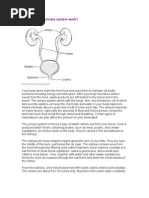 Urology Medical Terminology | PDF | Urinary System | Kidney