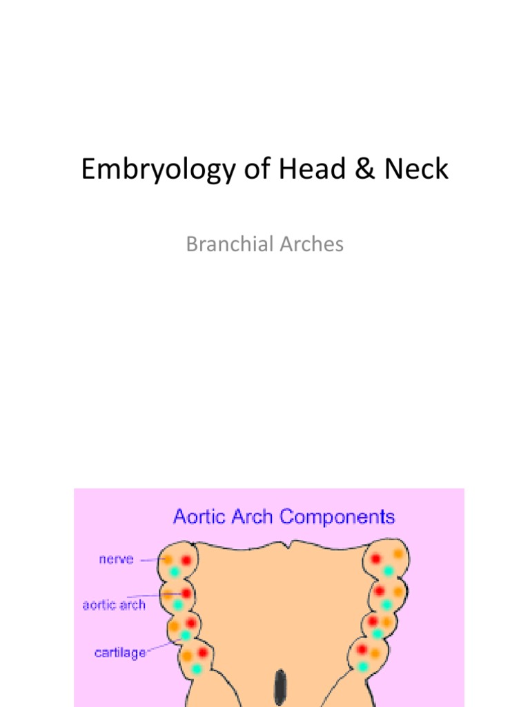 Embryology of Head & Neck | PDF