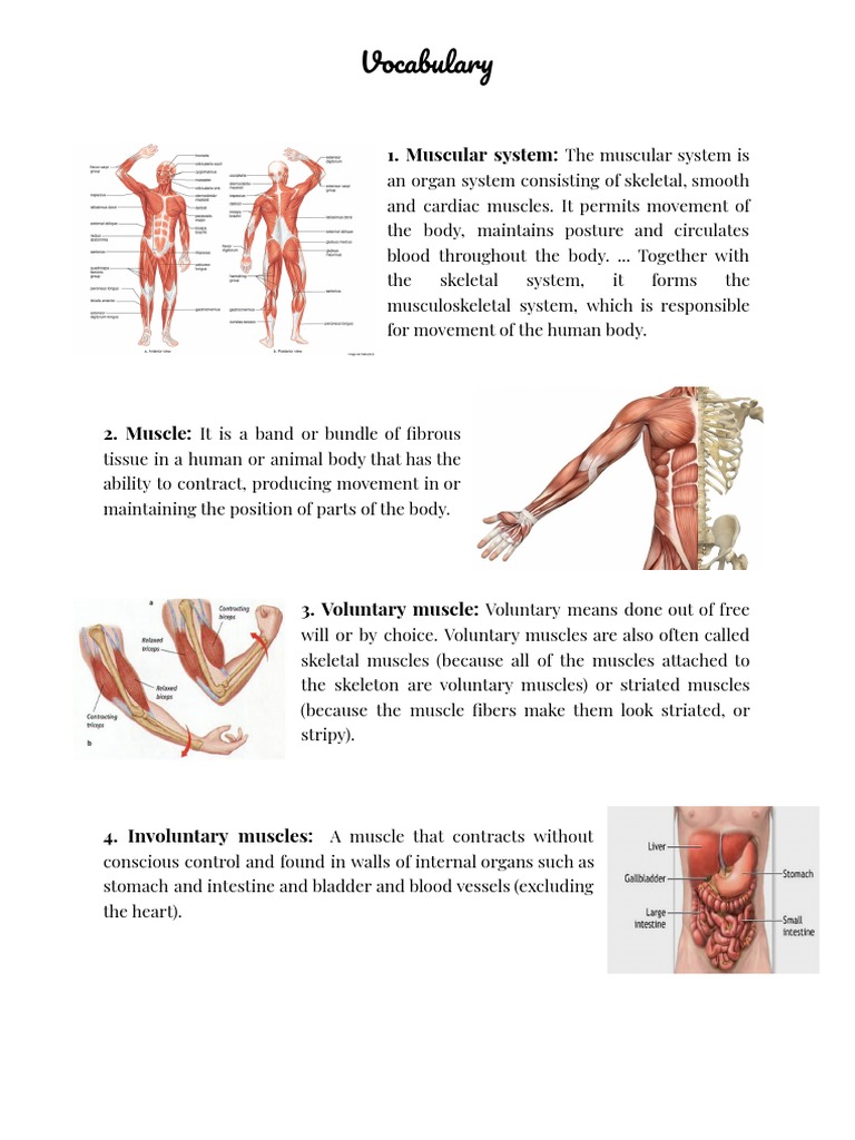 Understanding the Muscular System | PDF | Muscle | Cardiac Muscle