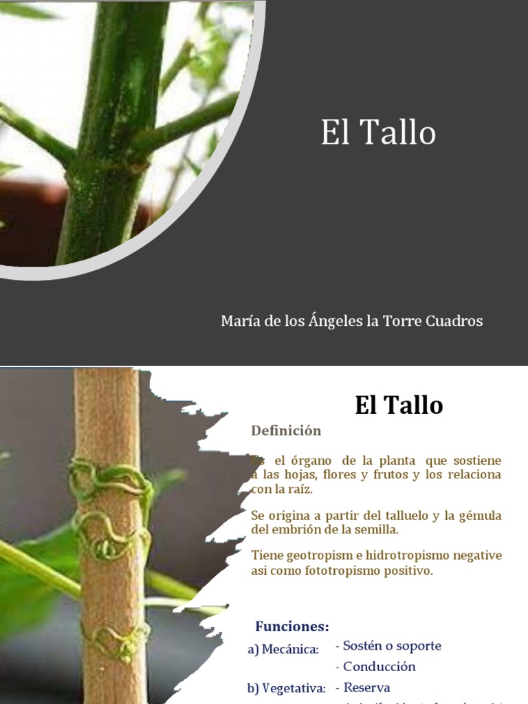 Funciones y Estructura del Tallo | PDF | Tallo de la planta | Plantas