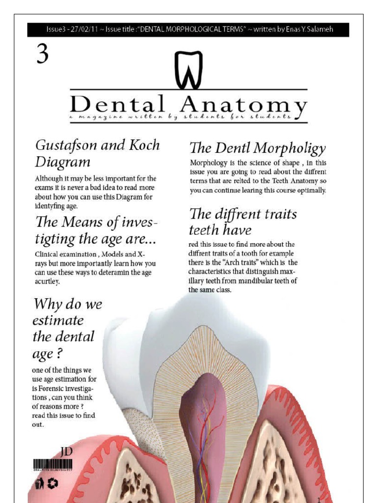 Dental Anatomy - Lecture 3 | PDF | Tooth | Dental Anatomy