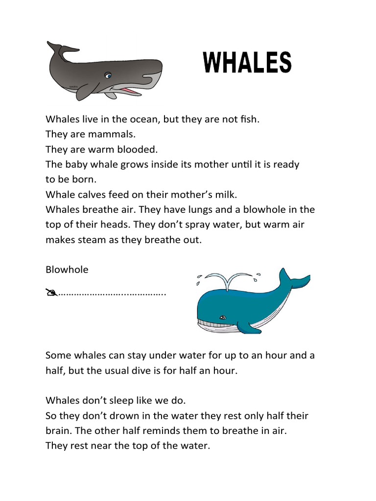 Whales Information Gap Activities Wordsearches 77637 | PDF | Whales ...