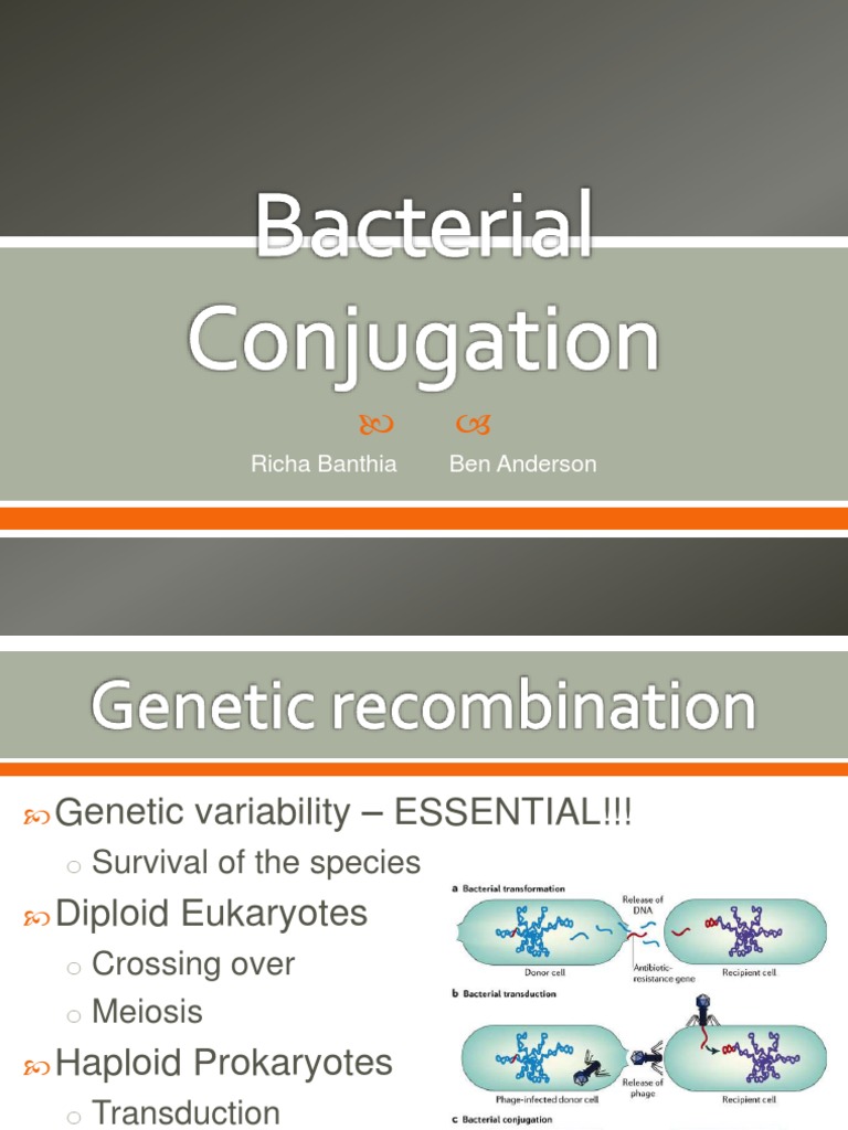 Bacterial Conjugation | PDF | Genetics | Plasmid