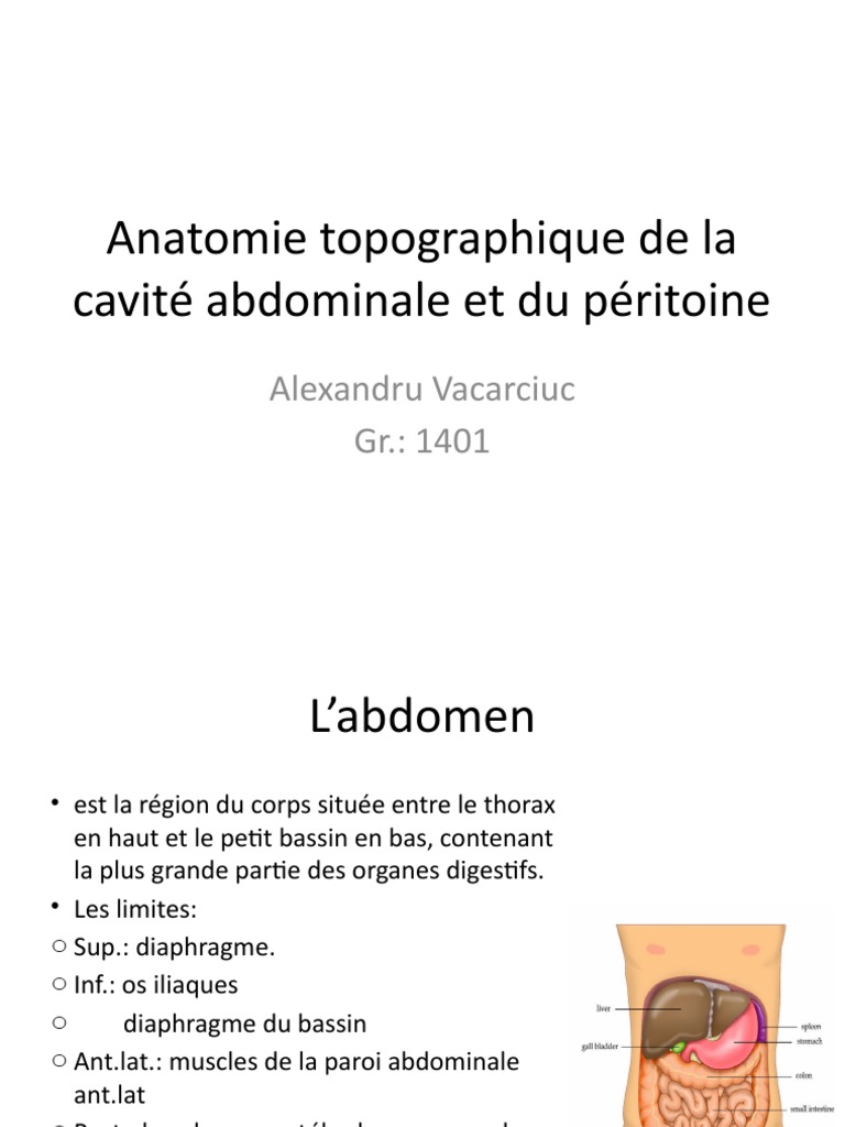 Презентация1 | PDF | Péritoine | Foie