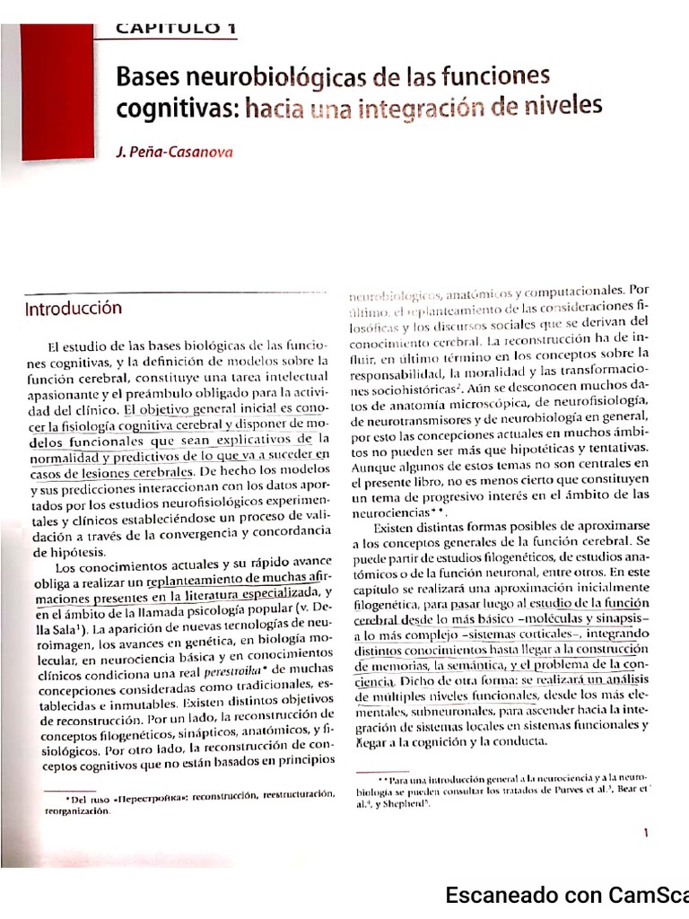 Bases Neurobiologicas de Las Funciones Cognitivas | PDF