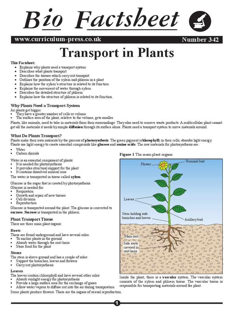 Biology Summer Study Transport in Plants | PDF | Leaf | Tissue (Biology)