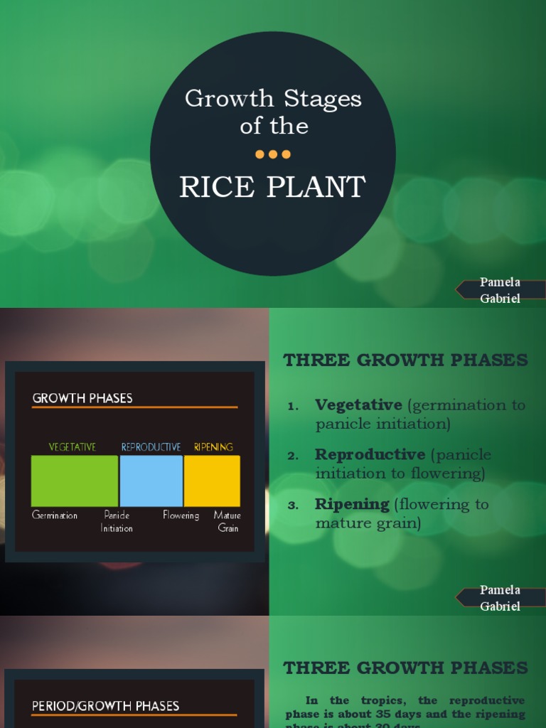 Growth Stages of Rice Plant | PDF | Seedling | Germination