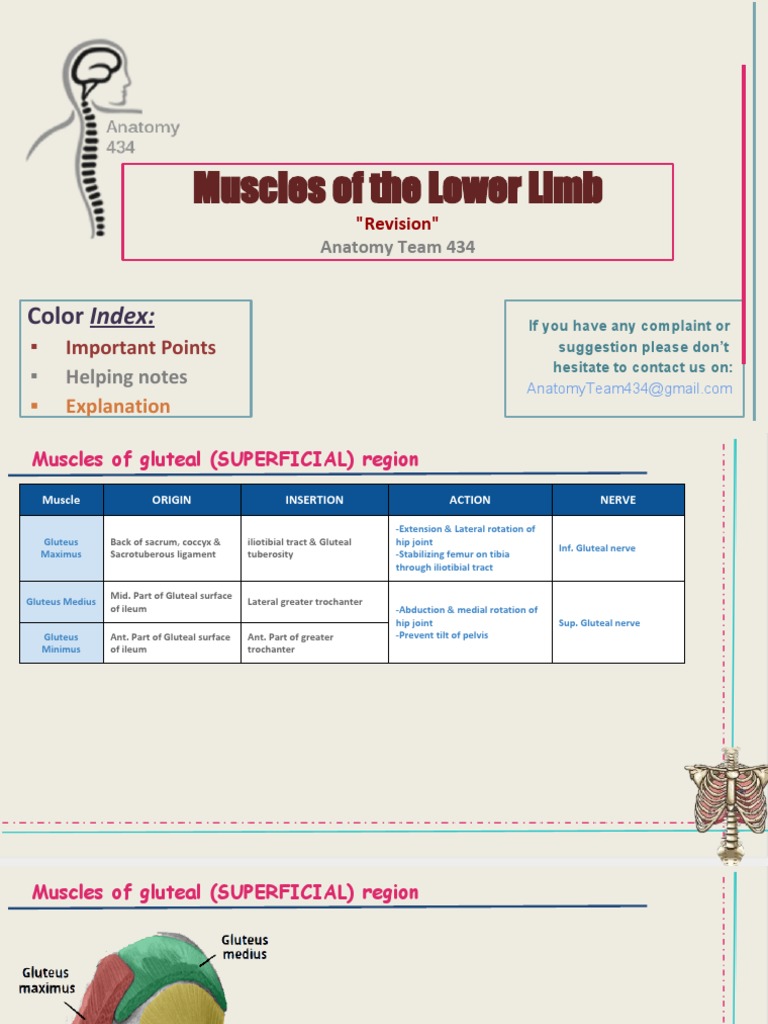 Muscles of The Lower Limb - Revision | PDF | Human Leg | Foot