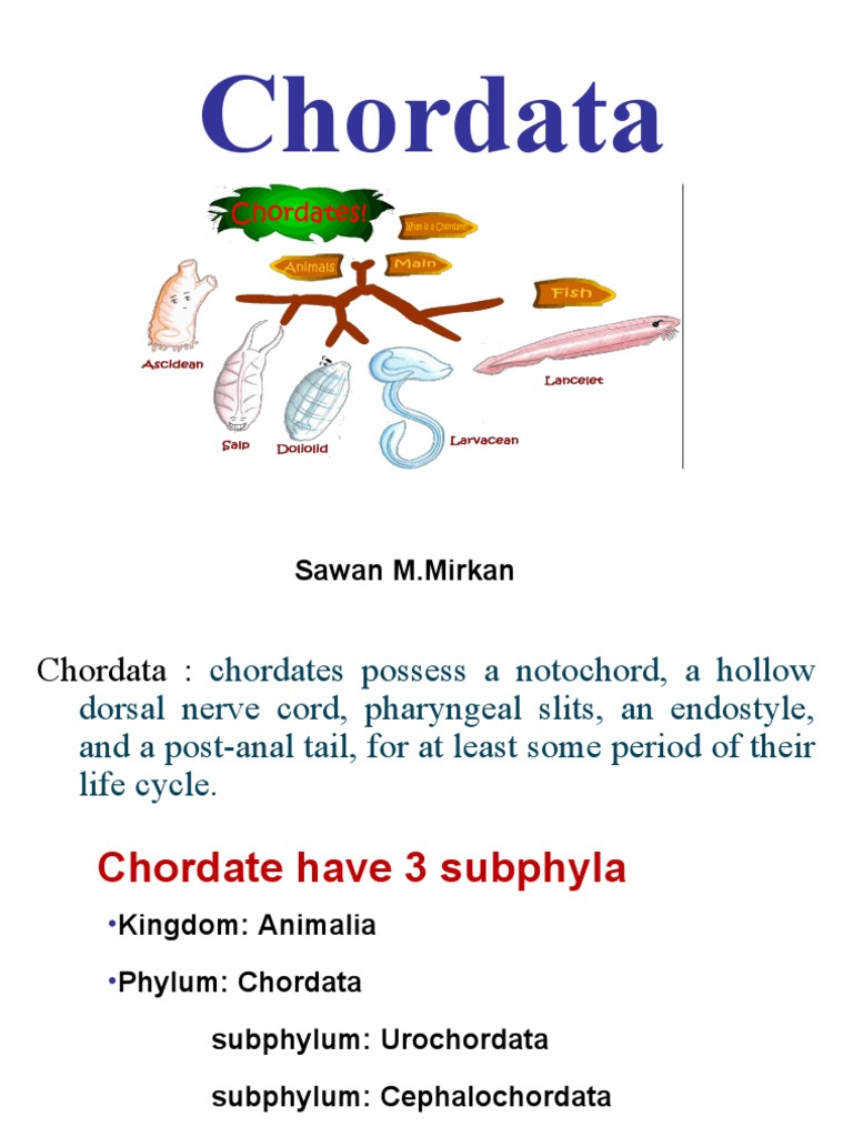 An Overview of the Phylum Chordata: Subphyla, Characteristics, and ...